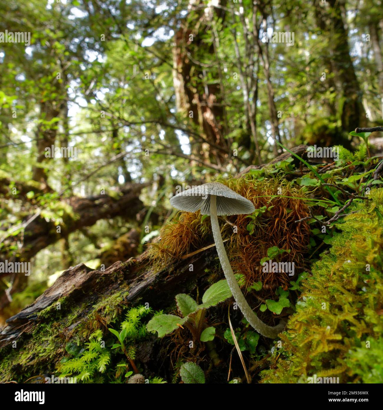 Looking up under a toadstool in Nelson Lakes National Park, Tasman ...