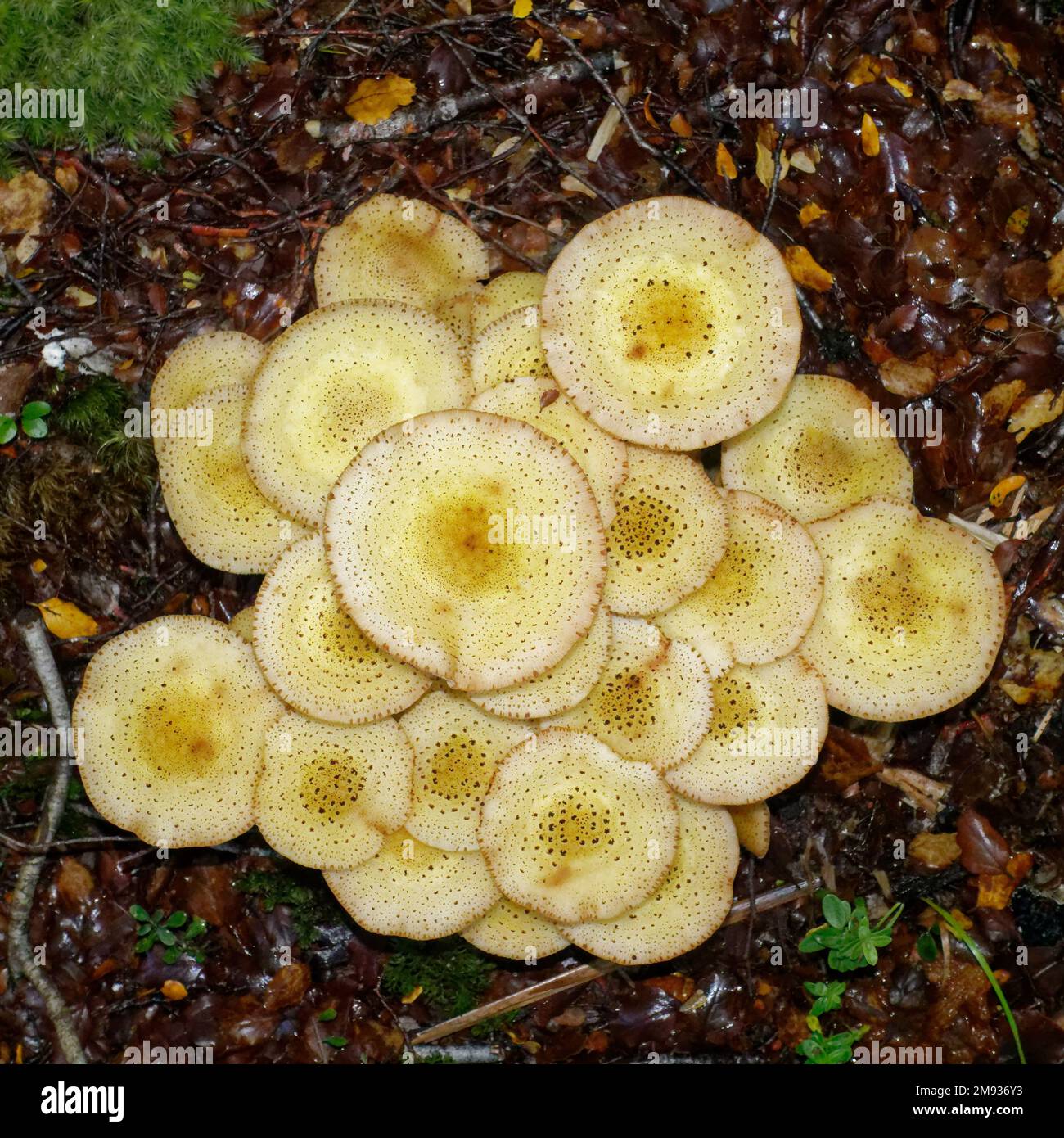 Fungi of Nelson Lakes National Park, Tasman region, south island ...