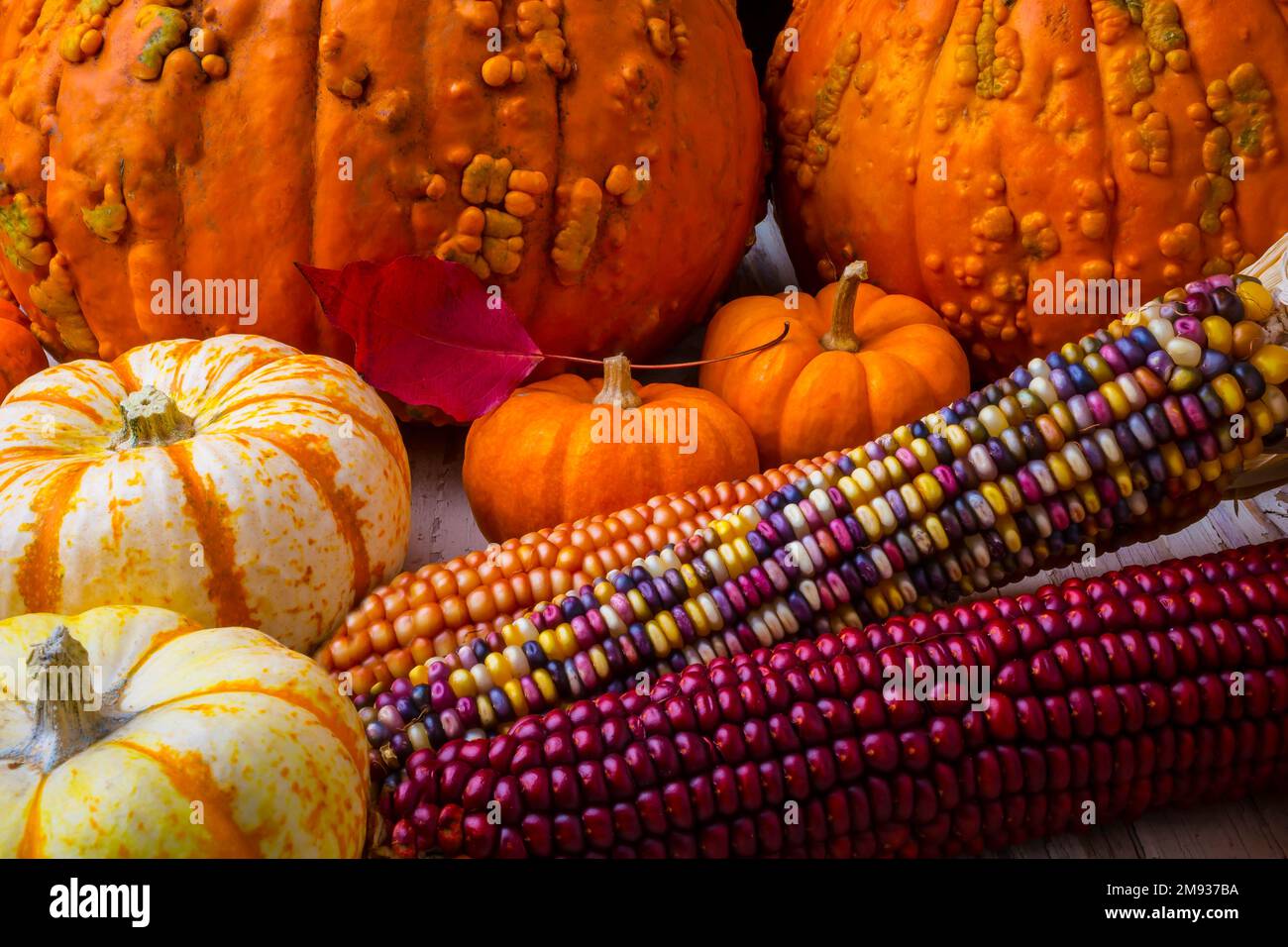 Indian Corn With Knucklehead Pumpkins Stock Photo - Alamy
