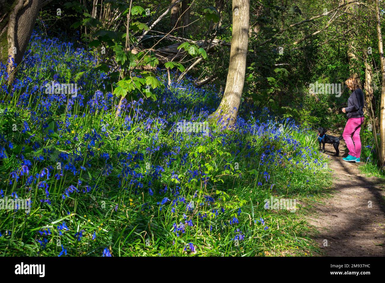 Blue bells in flower in woodland Stock Photo - Alamy
