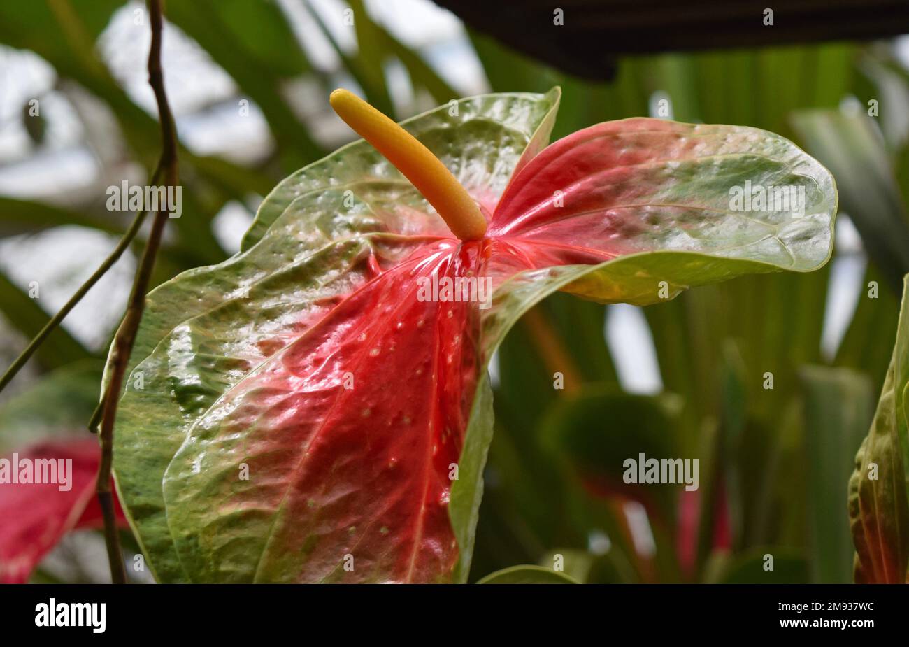 Anthuriumplant hi-res stock photography and images - Alamy
