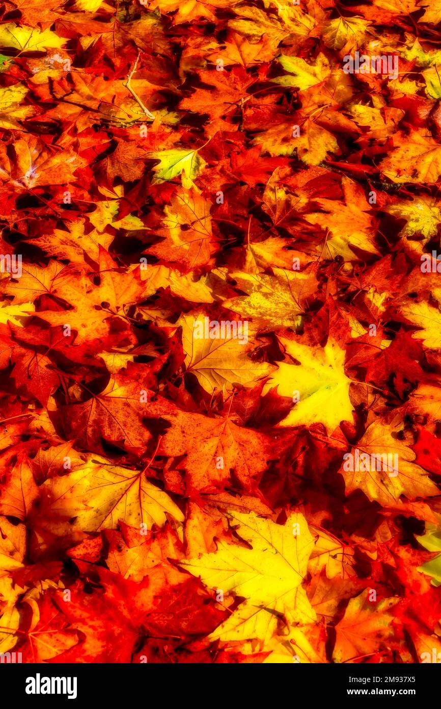 Autumn Leaves Floating Stock Photo - Alamy Autumn Leaves Floating Stock Photo - Alamy