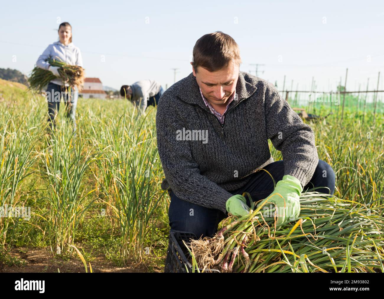 Farmer putting freshly harvested green garlic in box Stock Photo - Alamy