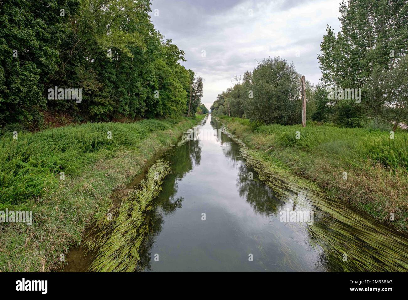 A River between bushes and trees in the daylight Stock Photo - Alamy