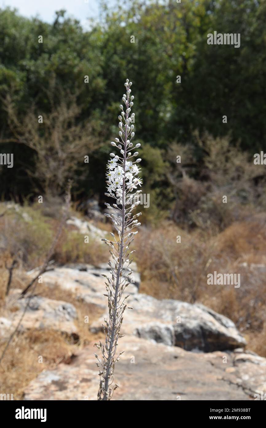 Yiftah Fissures Nature Reserve in Israel Stock Photo - Alamy