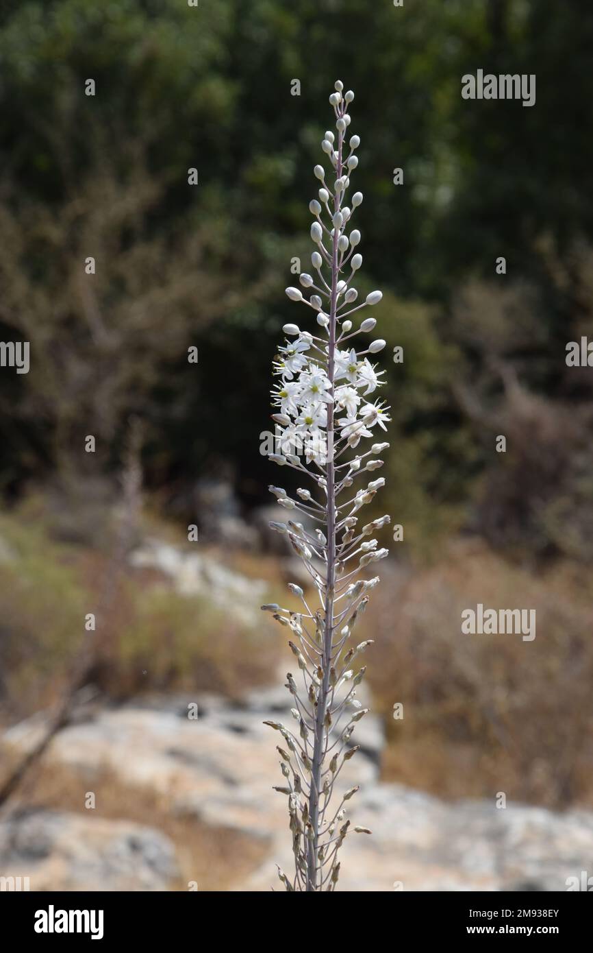 Yiftah Fissures Nature Reserve in Israel Stock Photo - Alamy
