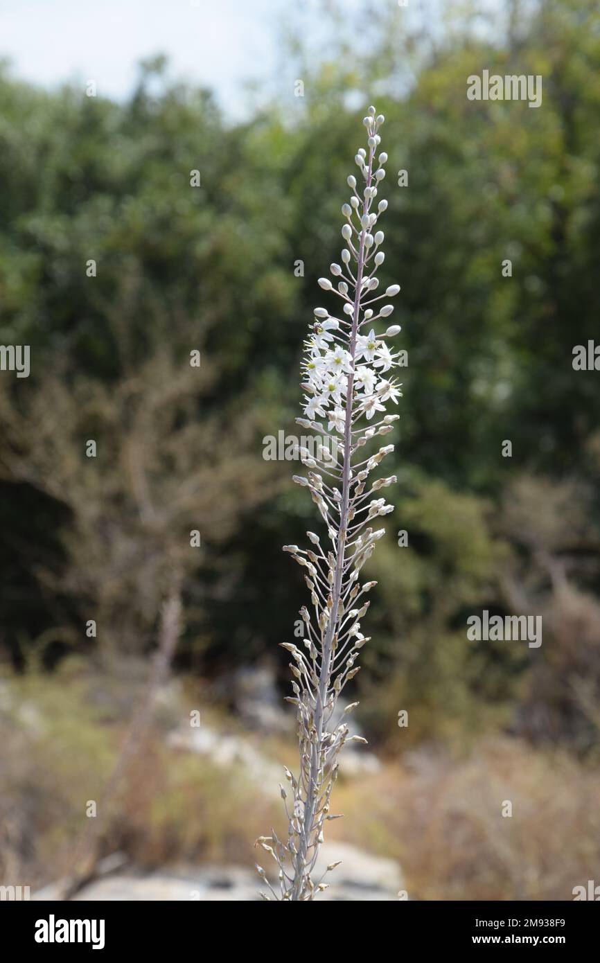 Yiftah Fissures Nature Reserve in Israel Stock Photo - Alamy