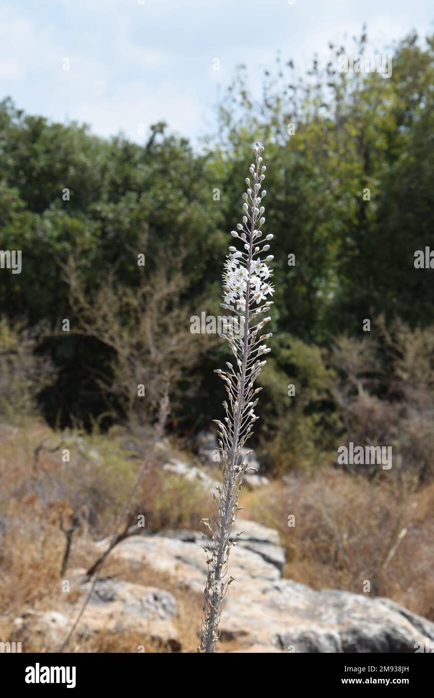 Yiftah Fissures Nature Reserve in Israel Stock Photo - Alamy