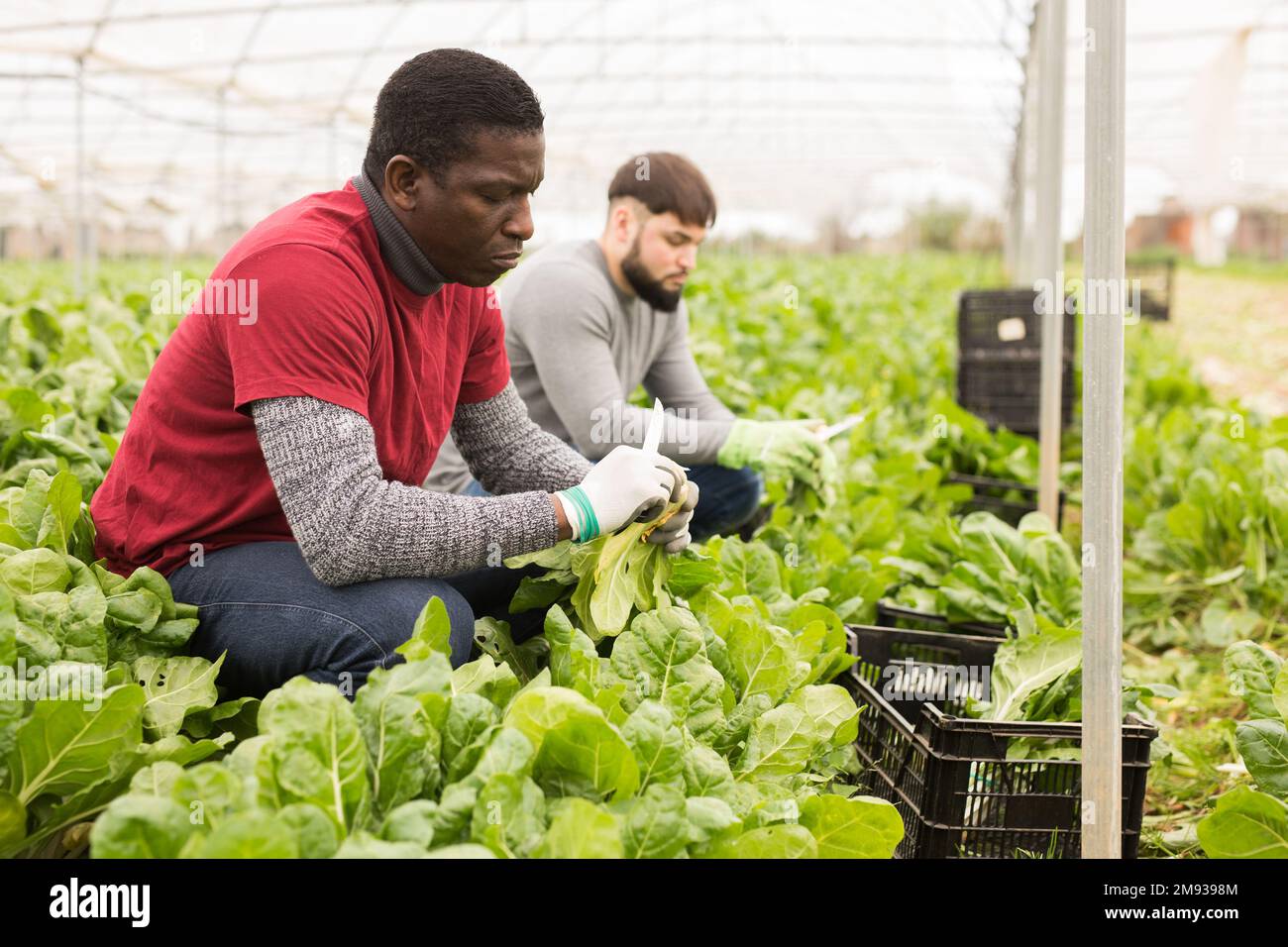 African american worker gathering in crops of green chard Stock Photo ...