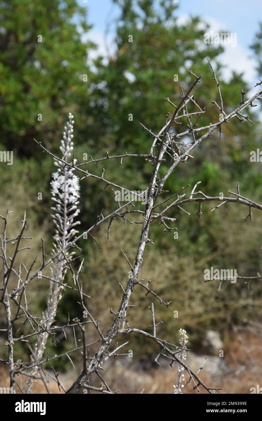 Yiftah Fissures Nature Reserve in Israel Stock Photo - Alamy