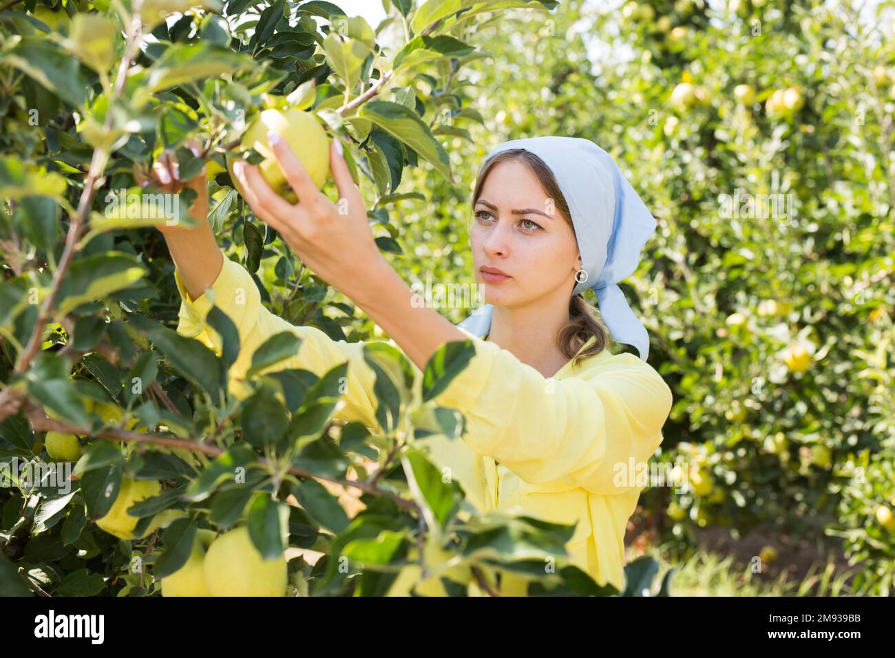 People picking apples from a tree hi-res stock photography and images ...