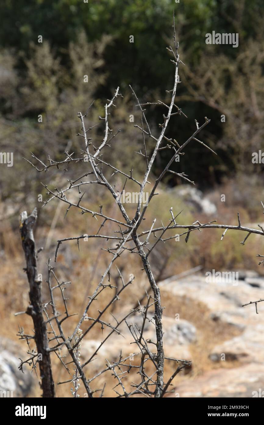 Yiftah Fissures Nature Reserve in Israel Stock Photo - Alamy