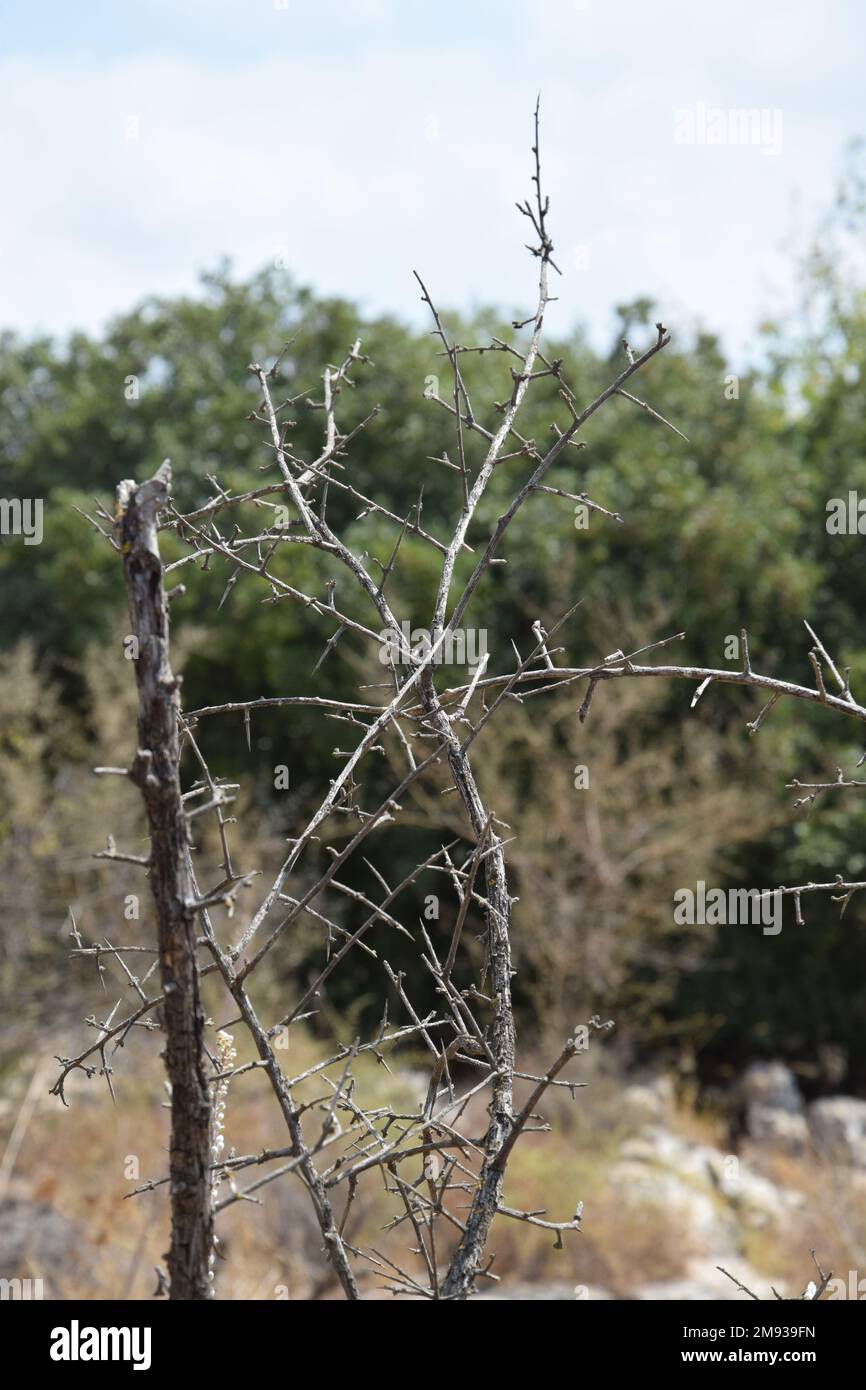 Yiftah Fissures Nature Reserve in Israel Stock Photo - Alamy