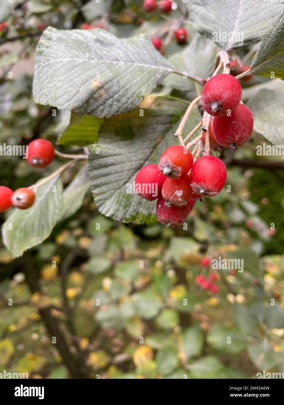 A vertical shot of a red berries growing on the Sorbus hybrida plant ...