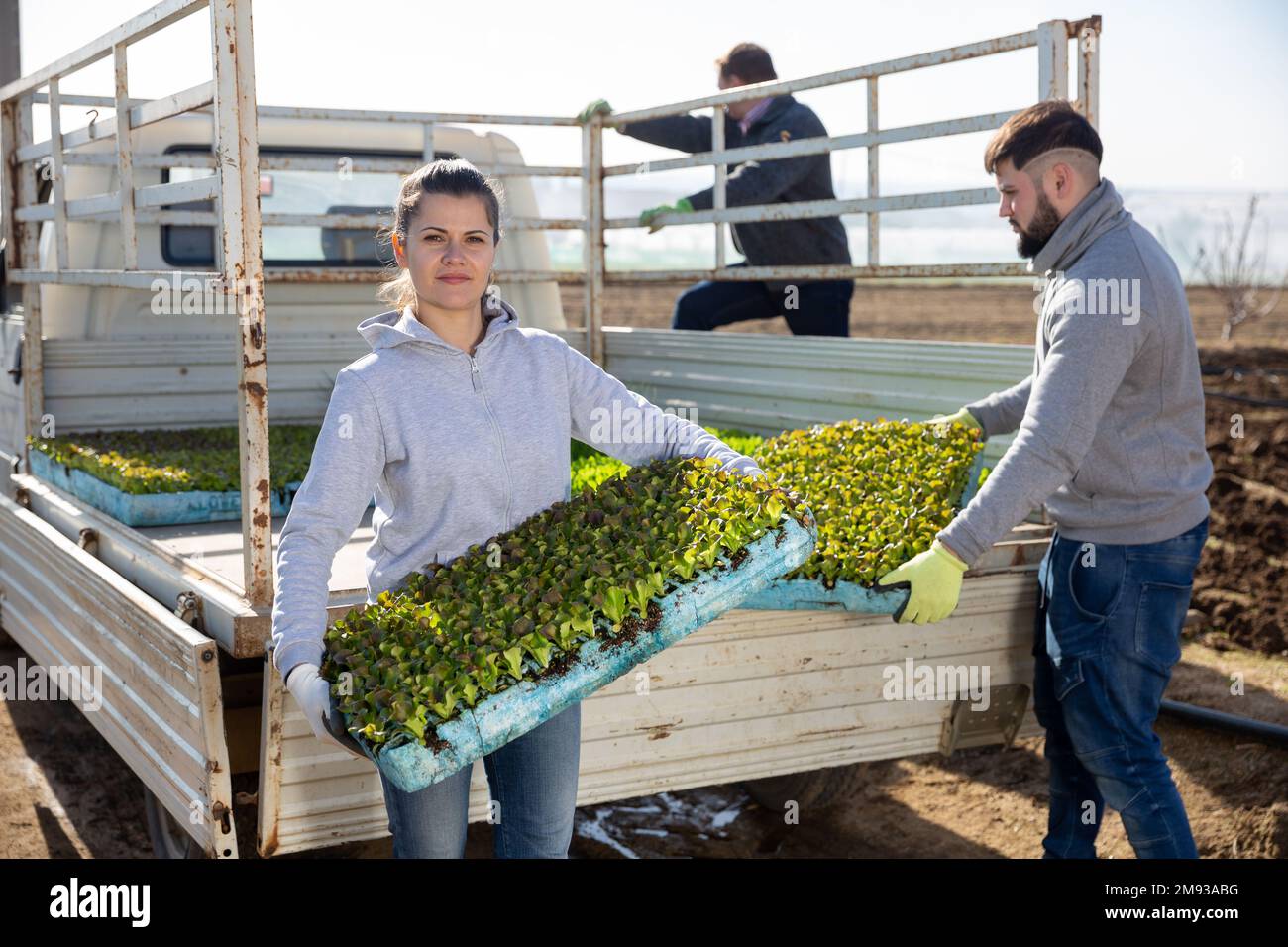 Woman helps men unload boxes of lettuce seedlings from the car Stock ...