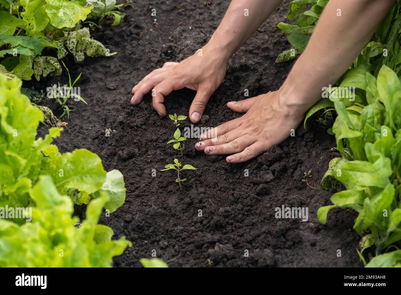 Small green plant seedling is growing in the soil Stock Photo - Alamy