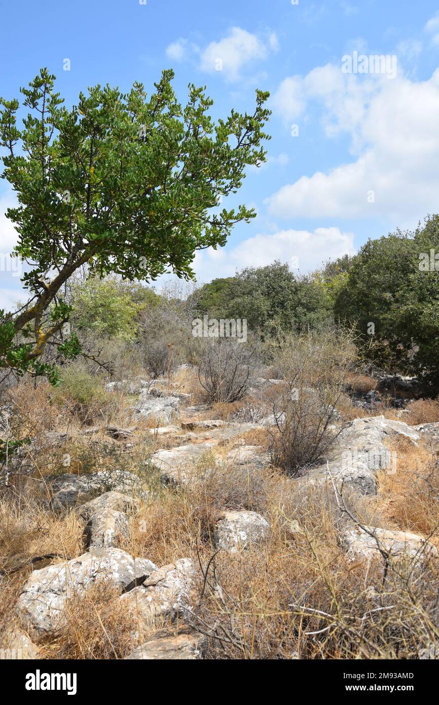 Yiftah Fissures Nature Reserve in Israel Stock Photo - Alamy