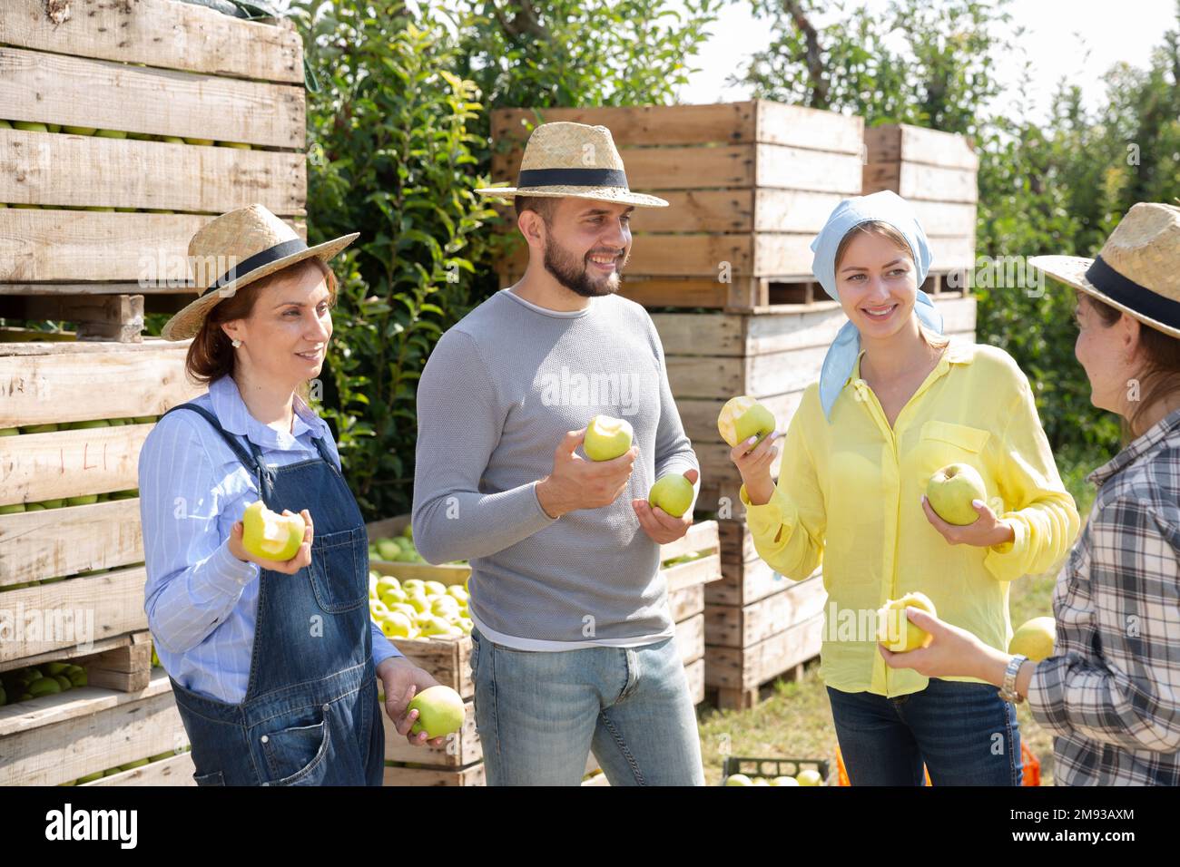 Farmers tasting new harvest of apples Stock Photo - Alamy