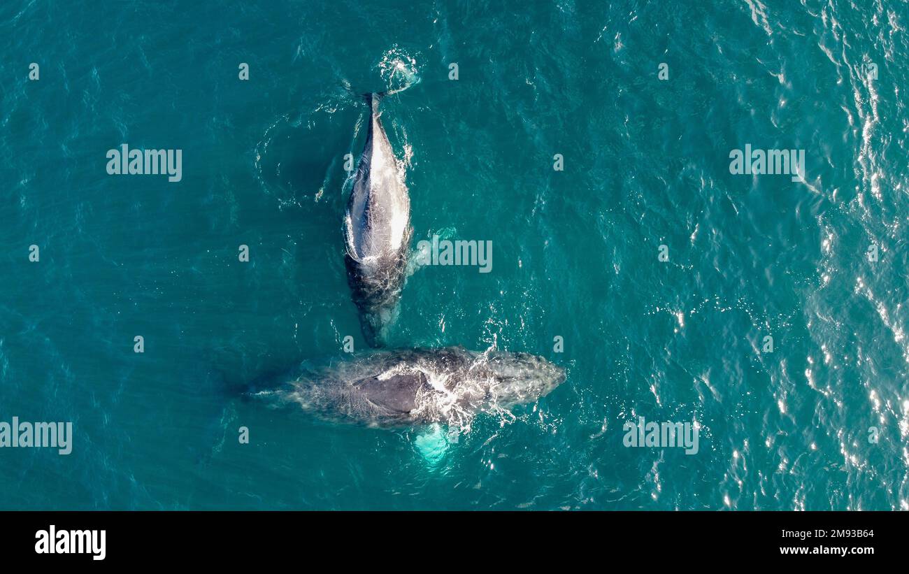 Fin whale underwater hi-res stock photography and images - Alamy