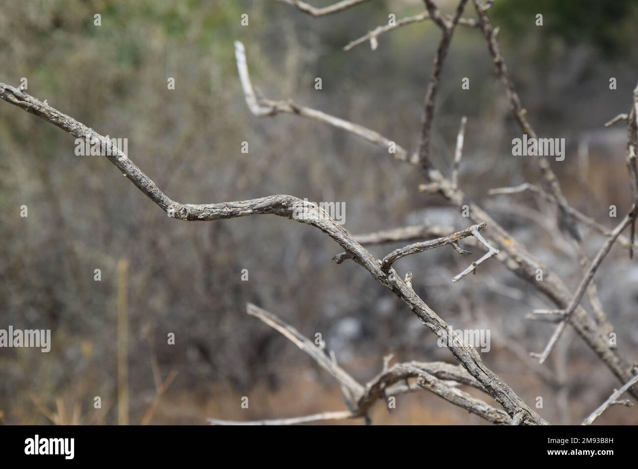 Yiftah Fissures Nature Reserve in Israel Stock Photo - Alamy
