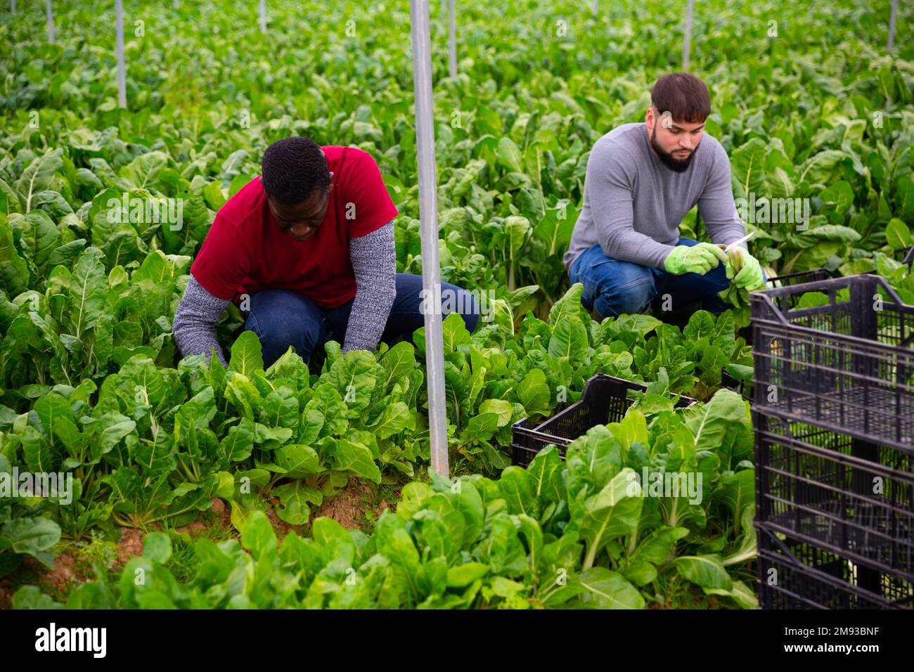 Workmen cutting green chard on farm field Stock Photo - Alamy