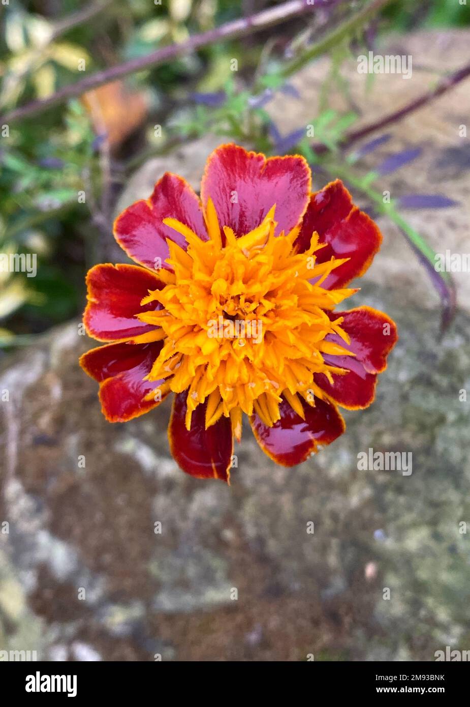 A vertical top view of an orange French marigold (Tagetes erecta ...