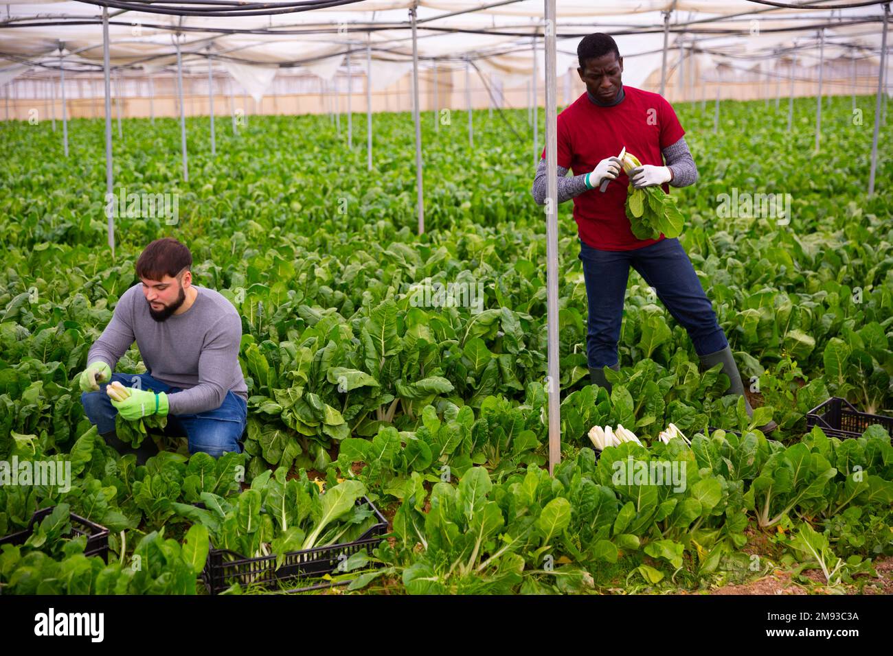 Workmen cutting green chard on farm field Stock Photo - Alamy
