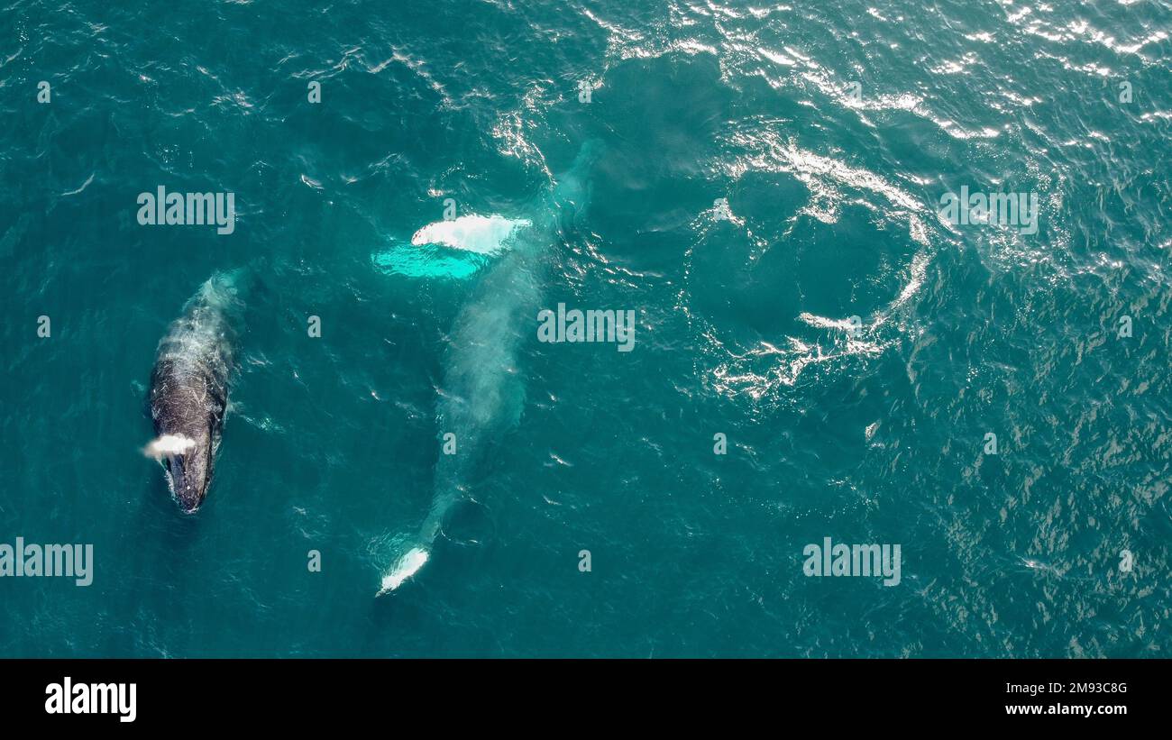 Fin whale underwater hi-res stock photography and images - Alamy