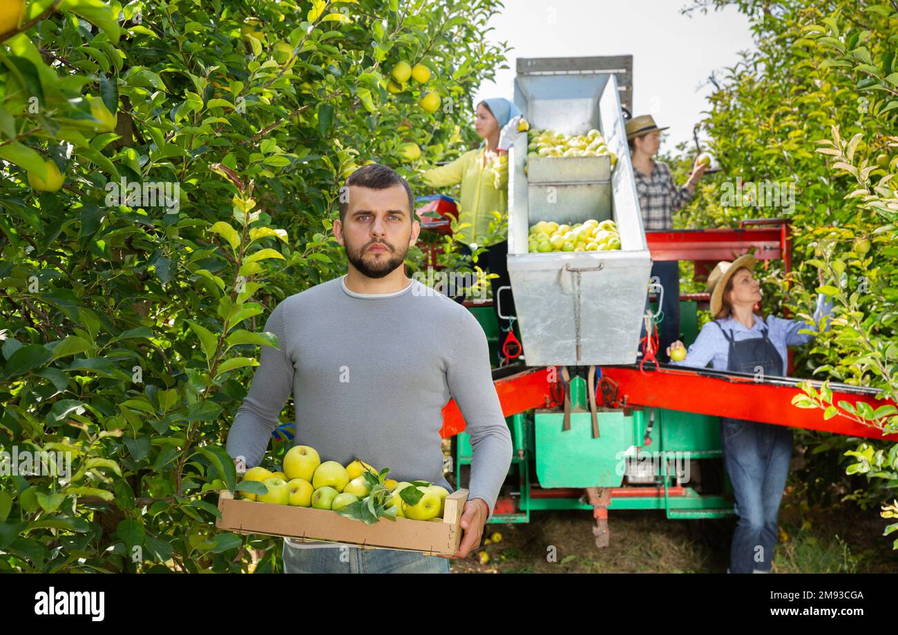 Portrait of confident man with box of apples. Workers collecting boxes ...