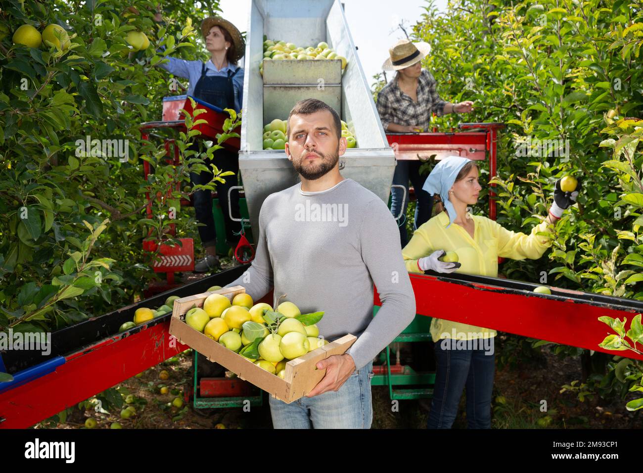 Farmer standing with box of harvested apples Stock Photo - Alamy