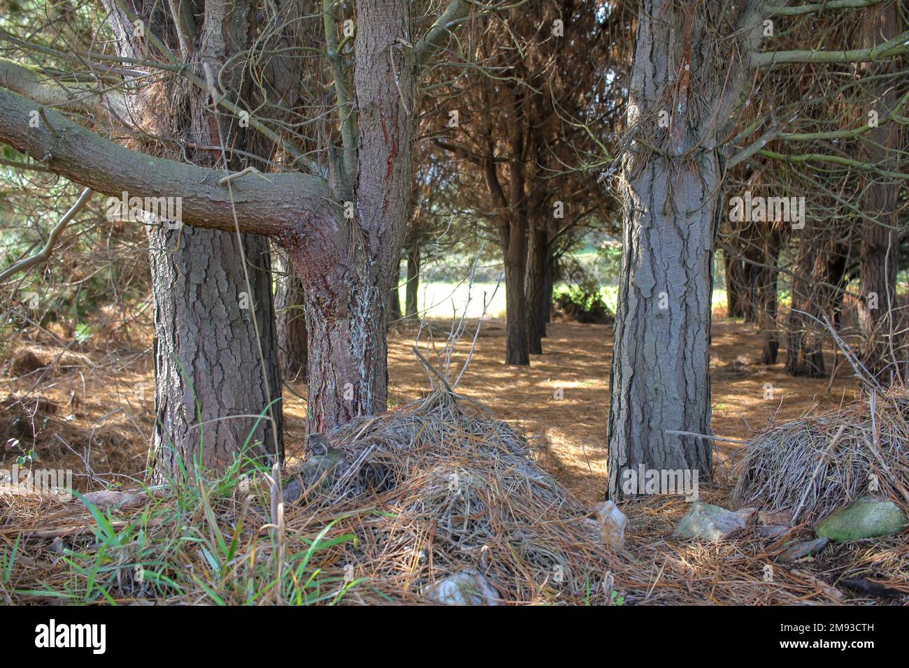 Pines in woods close hi-res stock photography and images - Alamy