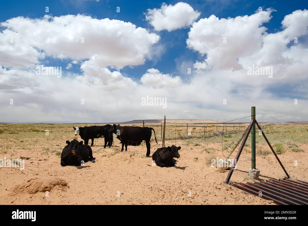 Black cows grazing in a desert in Arizona. Dry grass and sandstone ...