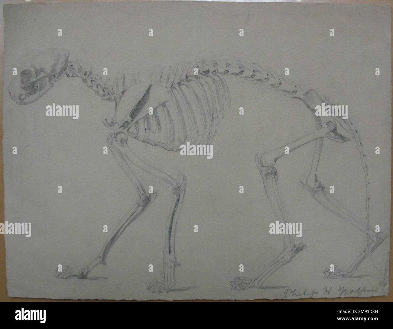 Skeleton of a Cat Philip H. Wolfrom (American, 1870-1904). Skeleton of ...