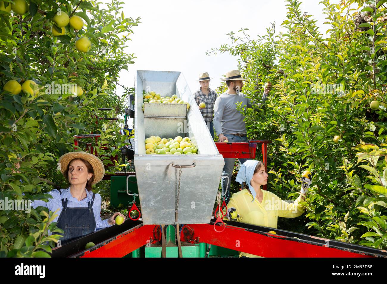 Team of workers harvest apples from trees in a sorting platform Stock ...