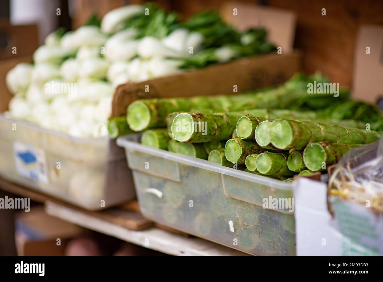 Long gren stalks of celtuce sold at the farmers market in Chinatown in ...