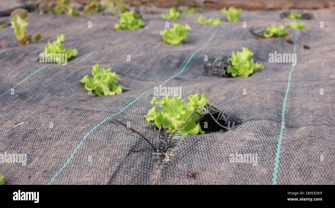 Greenhouse growth hi-res stock photography and images - Alamy