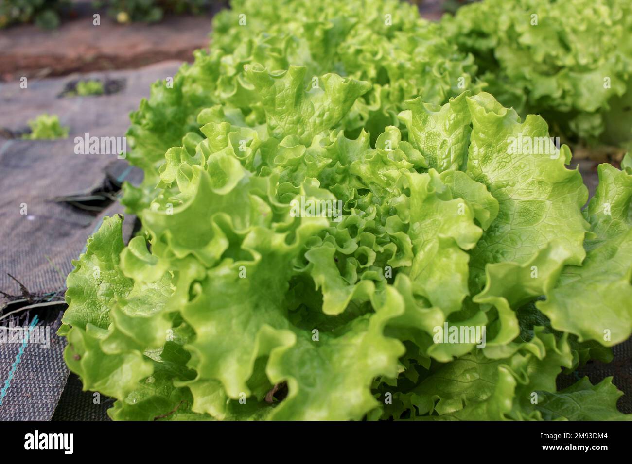 healthy lettuce in my greenhouse for vegetarians Stock Photo - Alamy