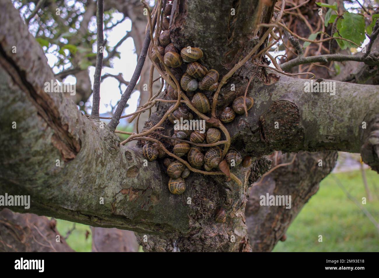 Snail in an apple tree hi-res stock photography and images - Alamy