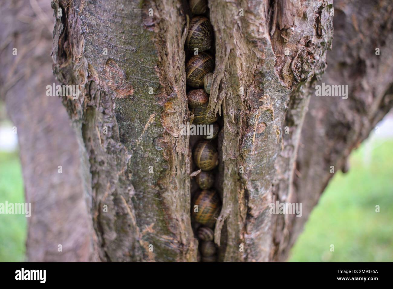a lot of snails in a crack of an apple tree Stock Photo - Alamy