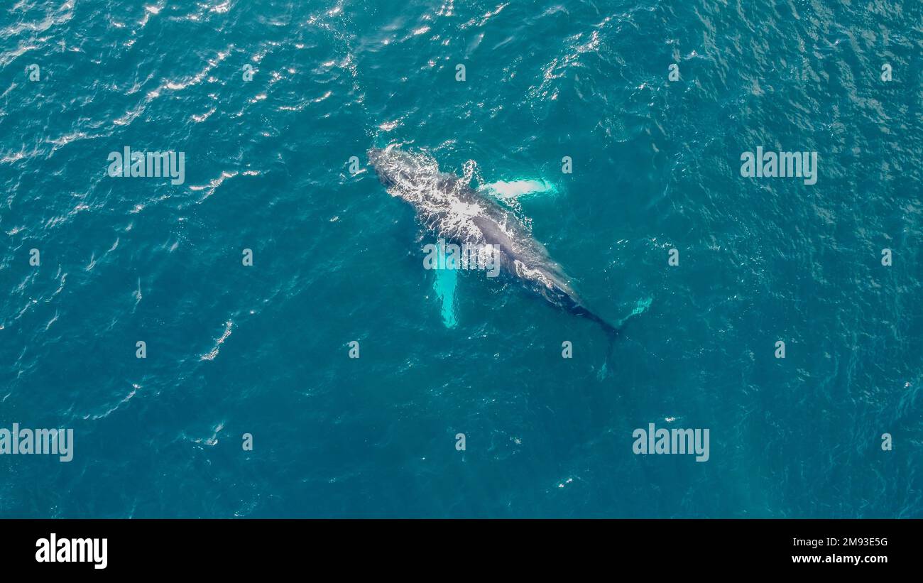 Fin whale underwater hi-res stock photography and images - Alamy