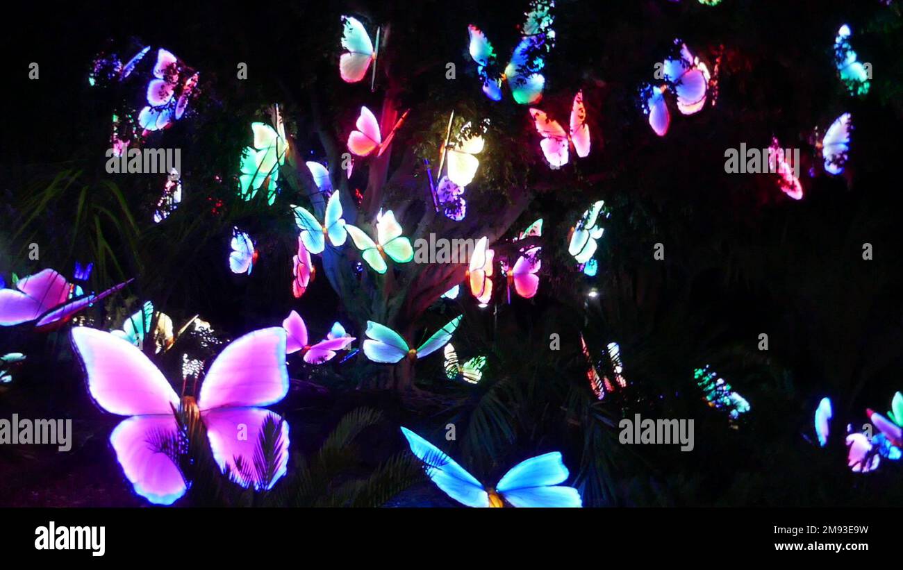 Los Angeles, California, USA 12th January 2023 Butteflies at Zoo Lights ...