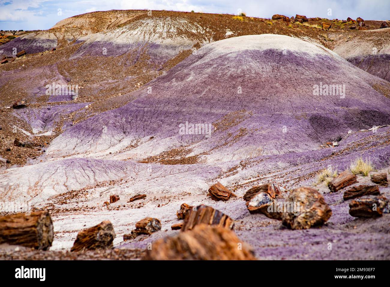 Stunning petrified wood in the Petrified Forest National Park, Arizona ...