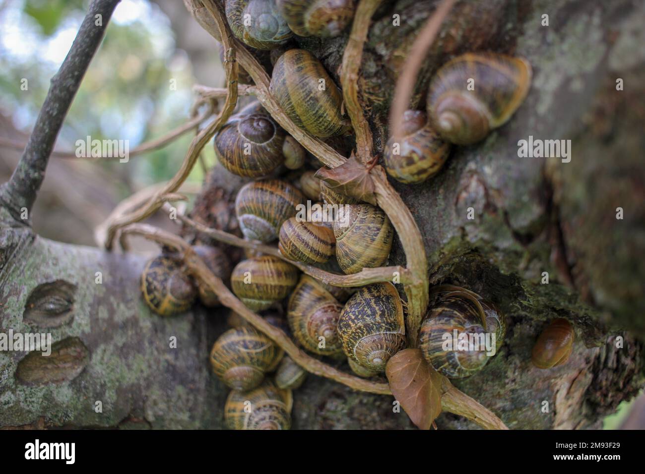 a lot of snails in an apple tree in my orchard Stock Photo - Alamy