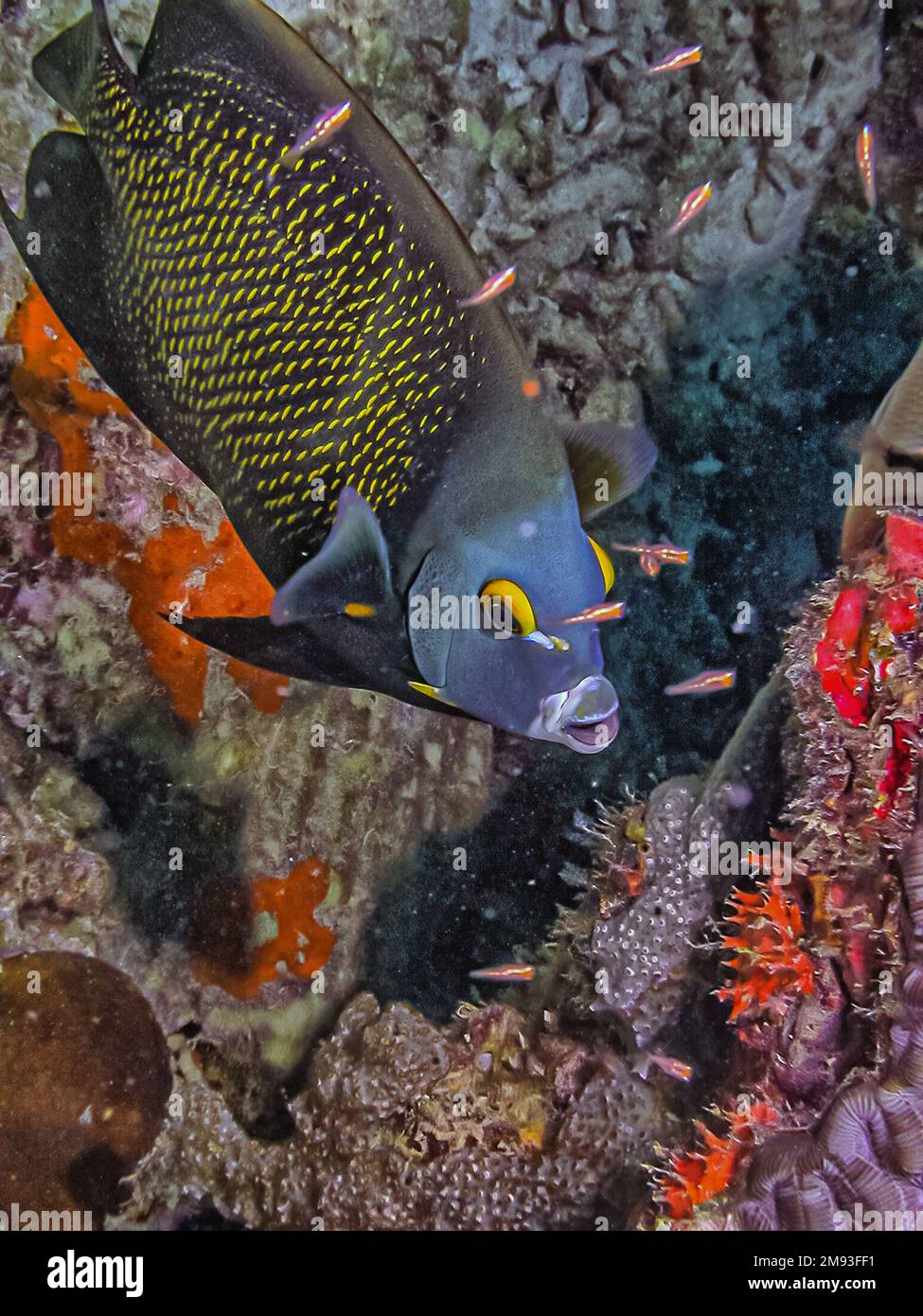 French angelfish,Pomacanthus paru is a species of marine ray-finned ...