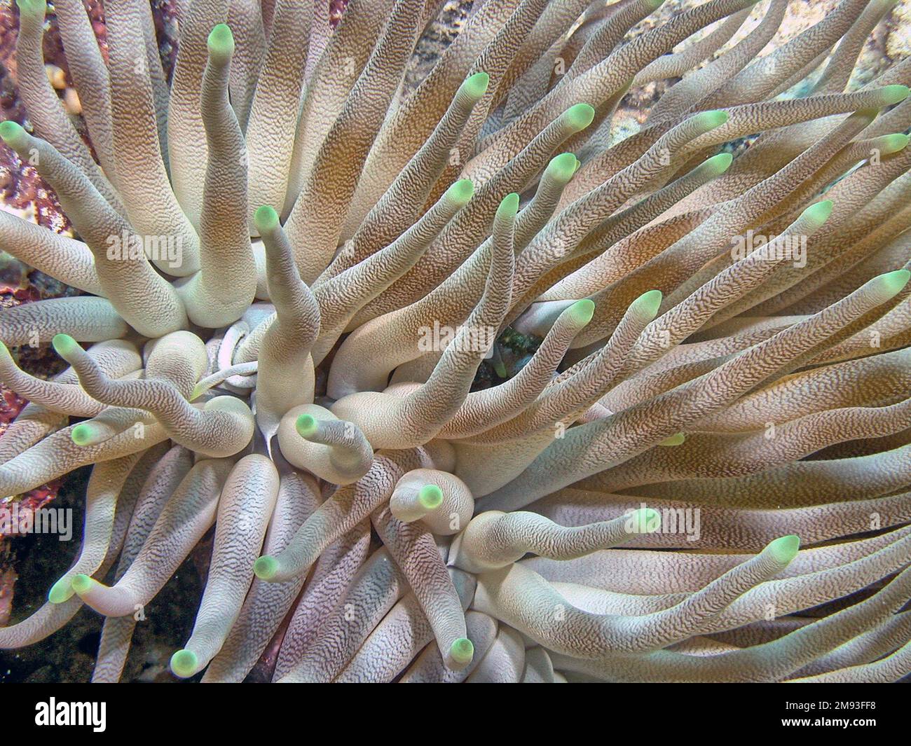 Order of predatory hi-res stock photography and images - Alamy