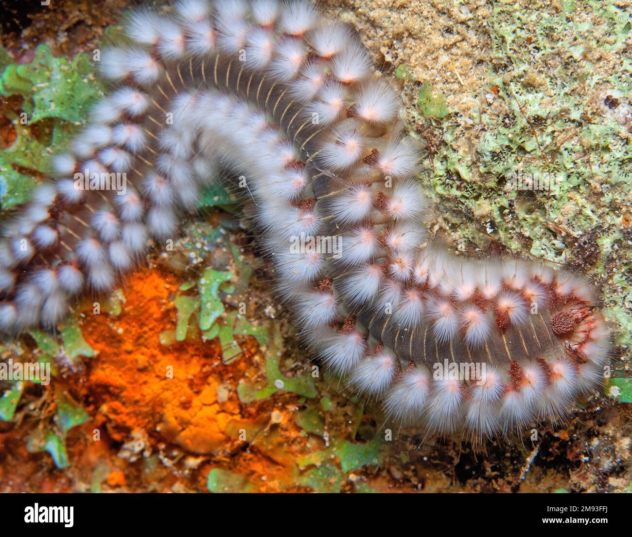Hermodice carunculata, the bearded fireworm, is a type of marine ...