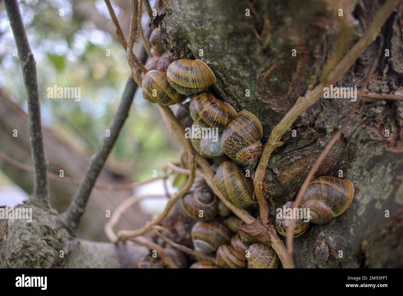 snails living in a community in an apple tree Stock Photo - Alamy