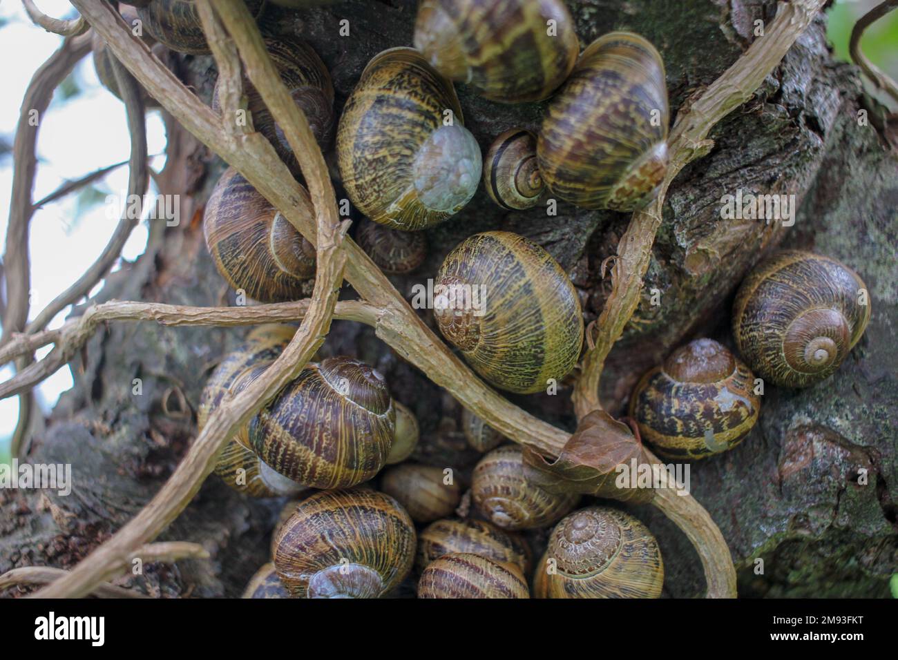 several snails in a tree among ivy Stock Photo - Alamy