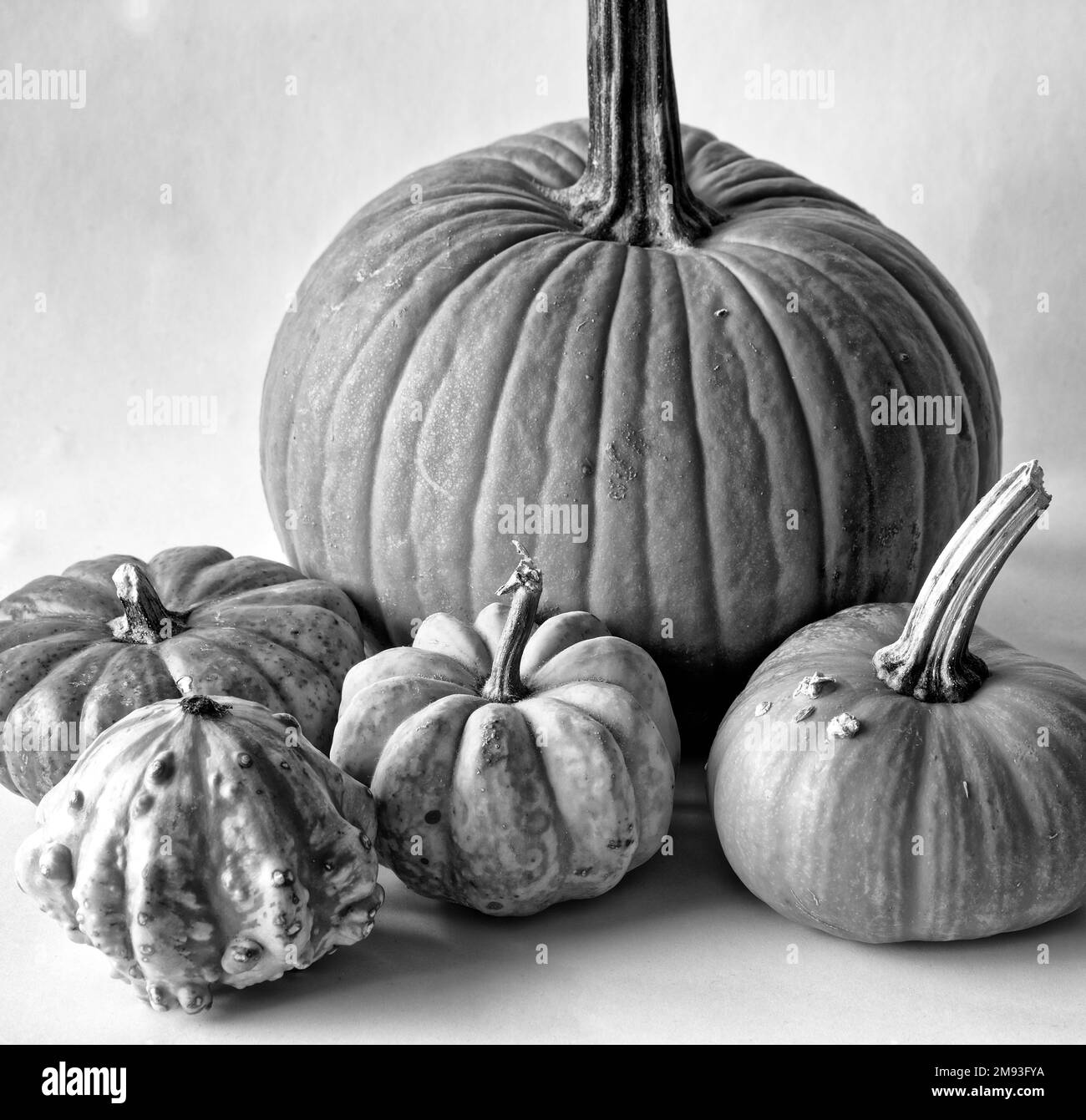 A pumpkin is a cultivar of a squash plant, most commonly of Cucurbita ...