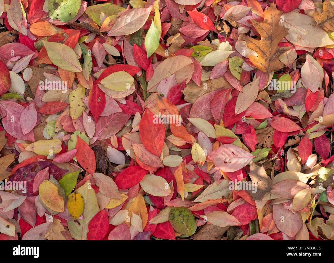 Autumn fall foliage in forest Stock Photo - Alamy
